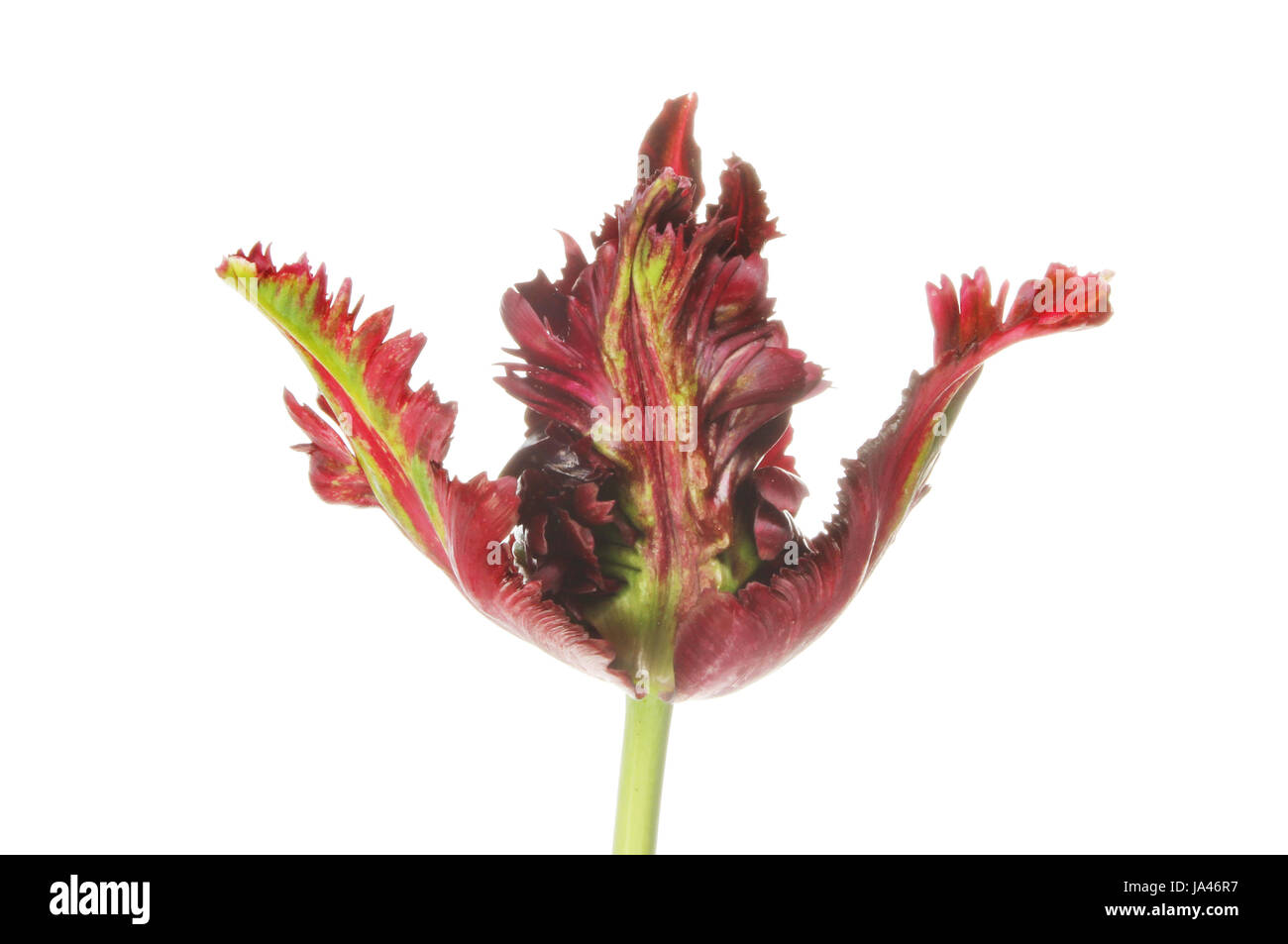 Frilly red and green Tulip flower isolated against white Stock Photo ...
