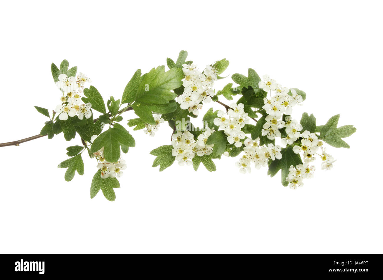 Hawthorn tree blossom Cut Out Stock Images & Pictures - Alamy