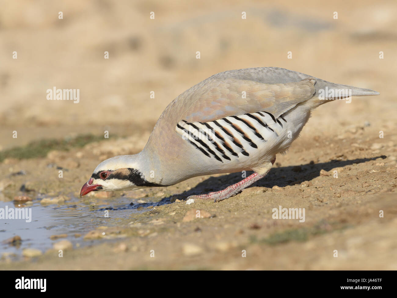 Chukar - Alectoris chukar Stock Photo - Alamy