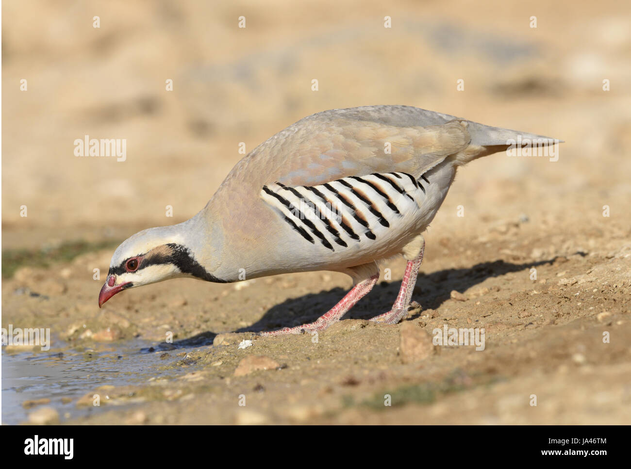 Chukar - Alectoris chukar Stock Photo - Alamy