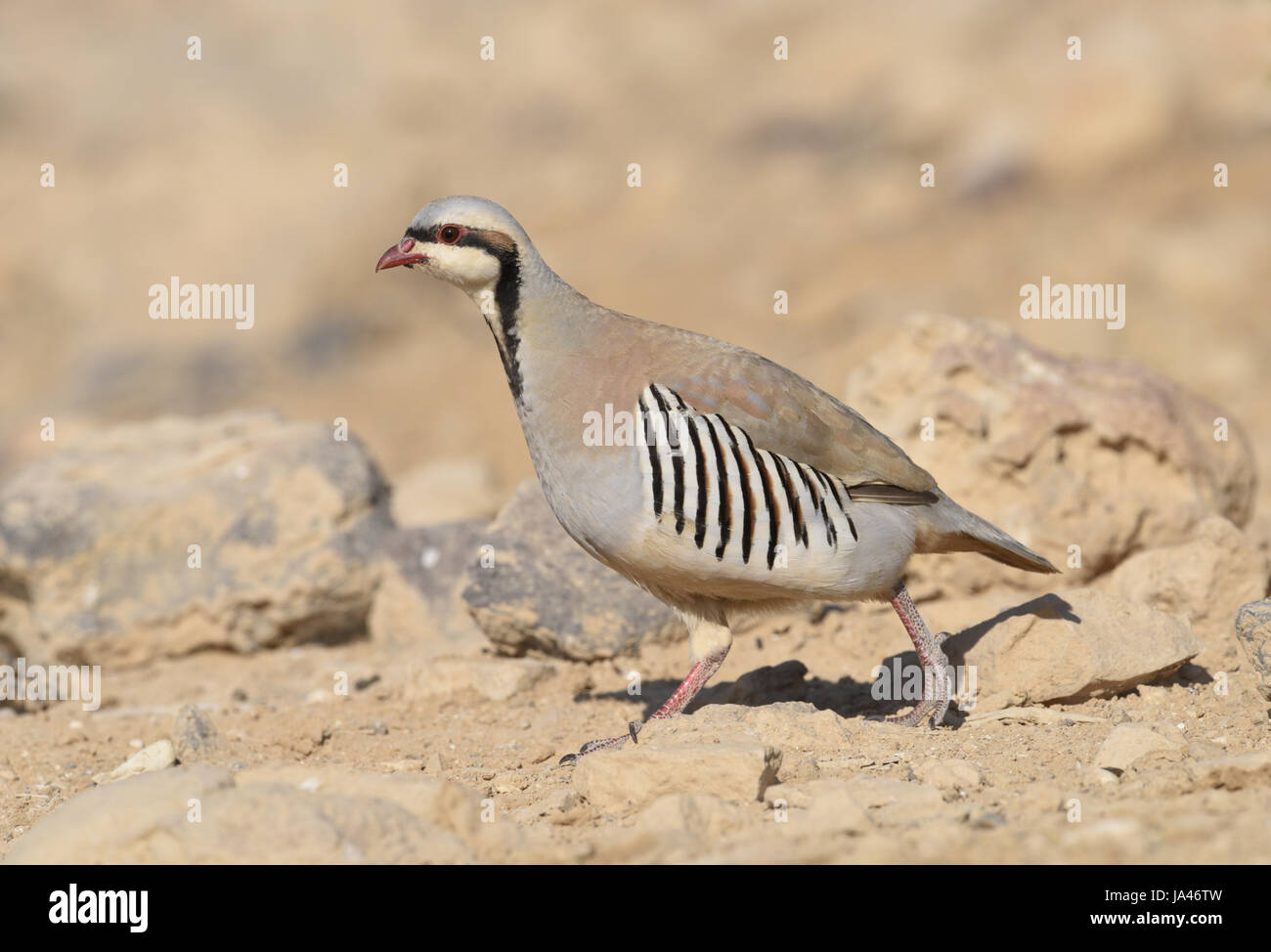 Chukar - Alectoris chukar Stock Photo - Alamy