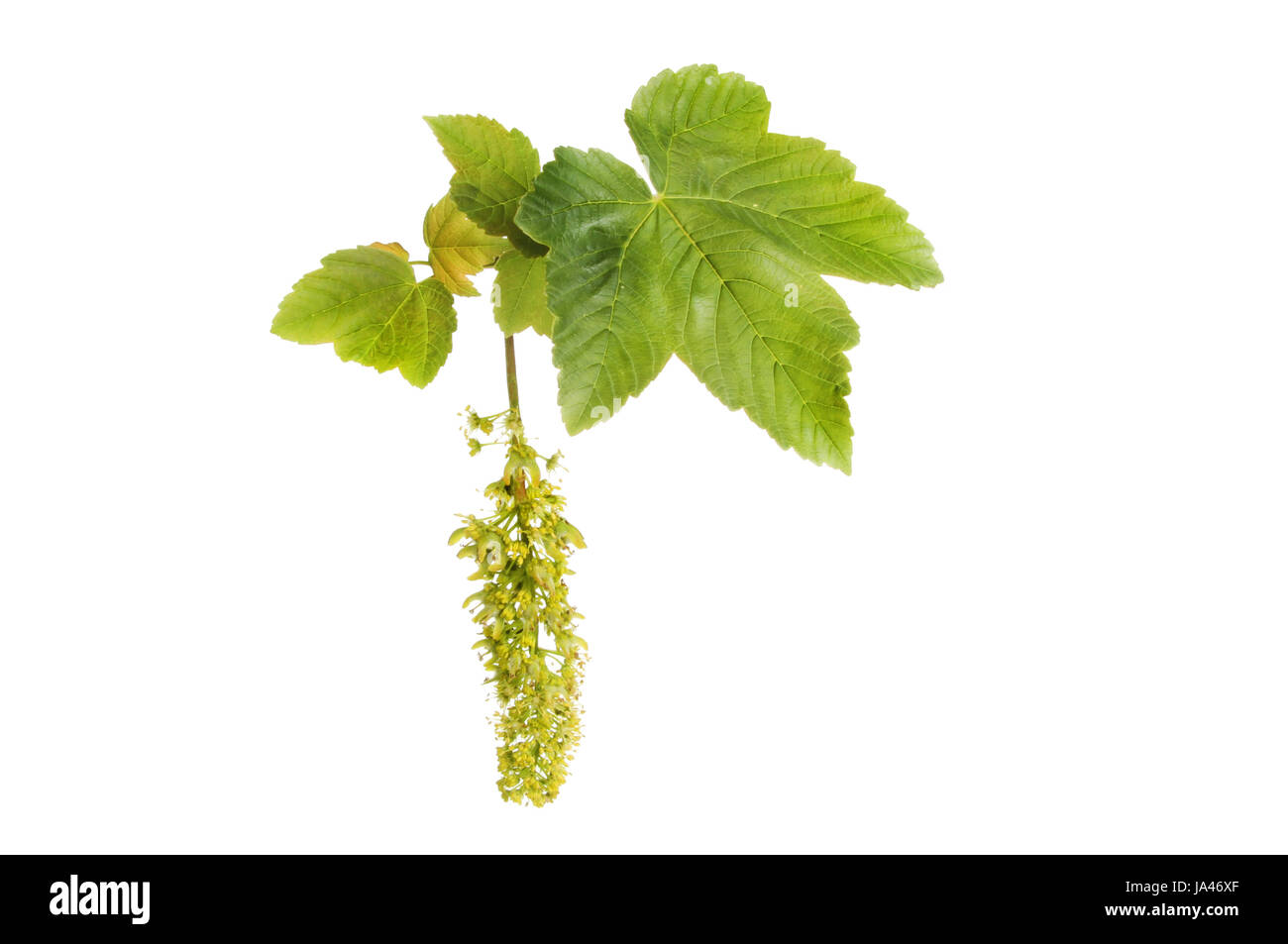 Sycamore Tree Blossom High Resolution Stock Photography and Images - Alamy