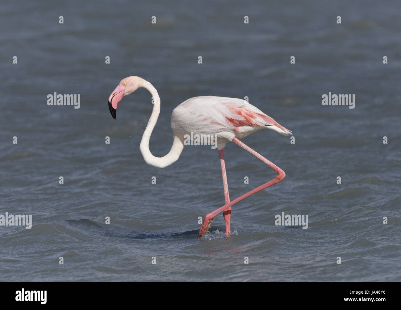 Greater flamingo hi-res stock photography and images - Alamy