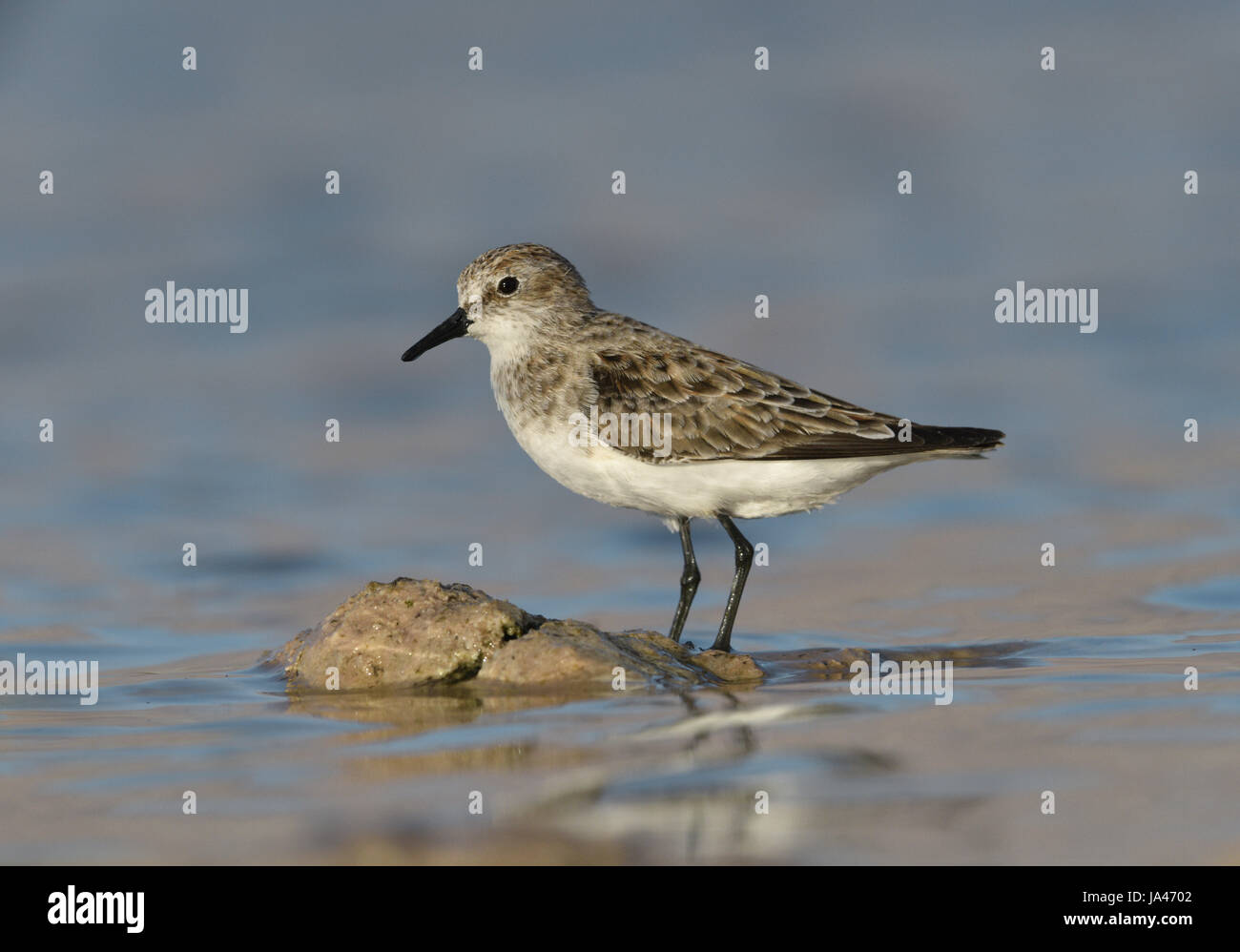 Little Stint - Calidris minuta Stock Photo - Alamy