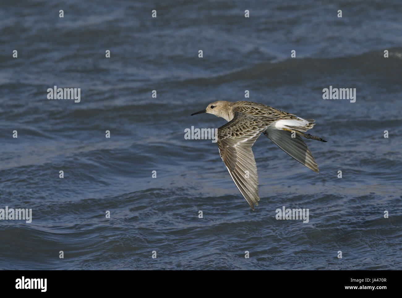 Ruff hi-res stock photography and images - Alamy