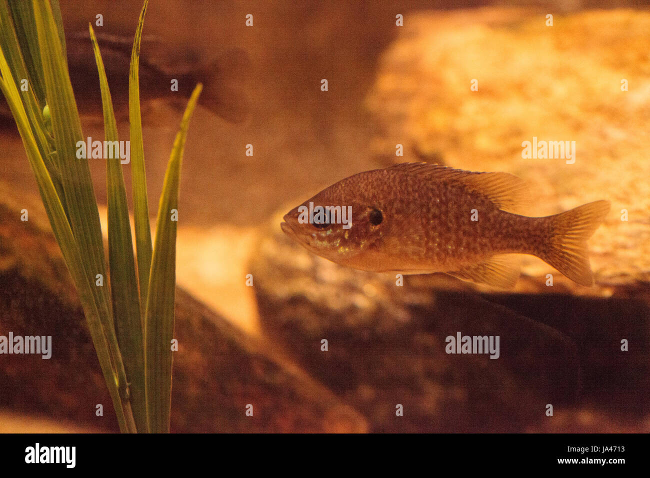 Chub fish hi-res stock photography and images - Alamy