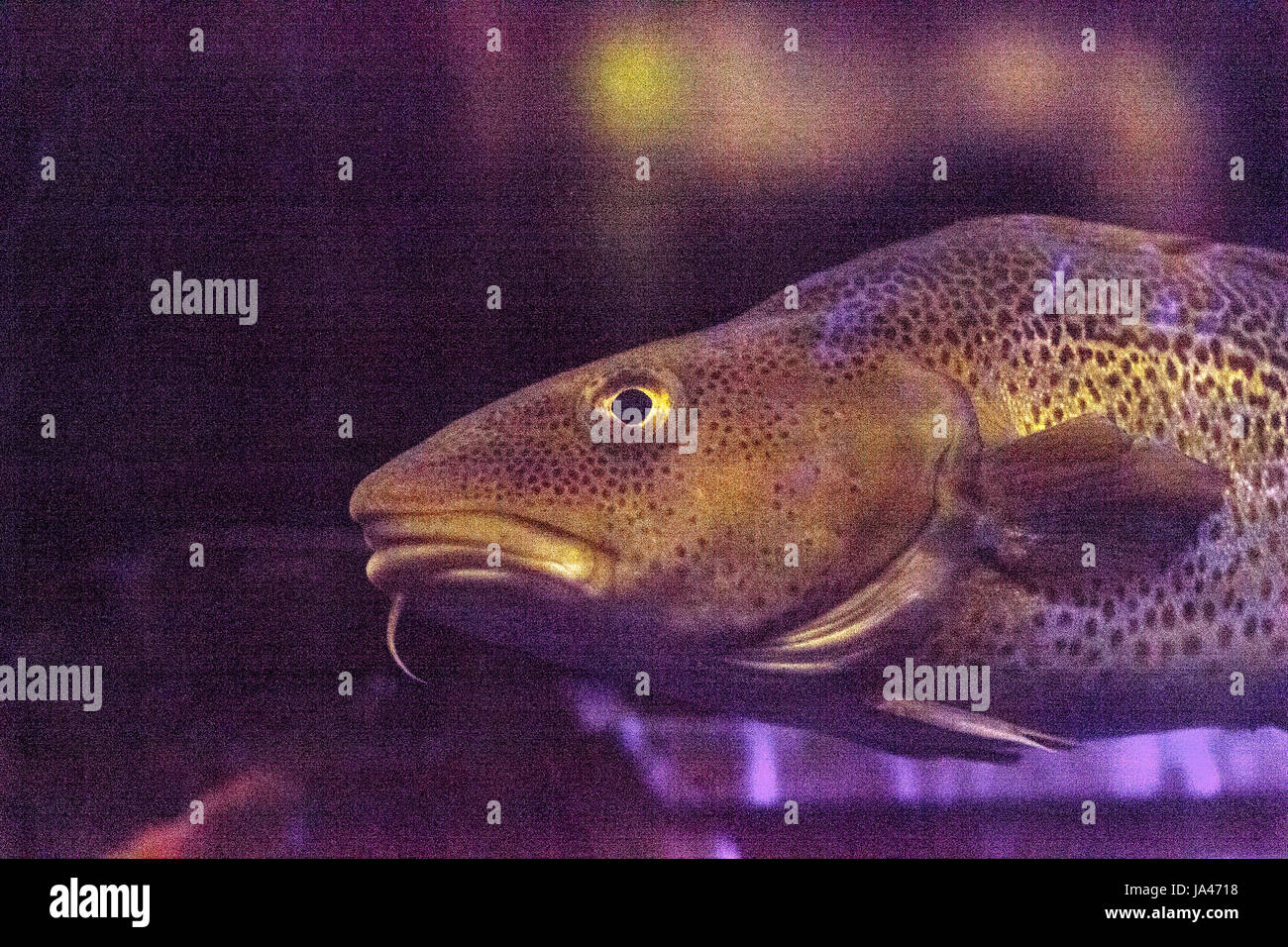 Atlantic cod fish hi-res stock photography and images - Alamy