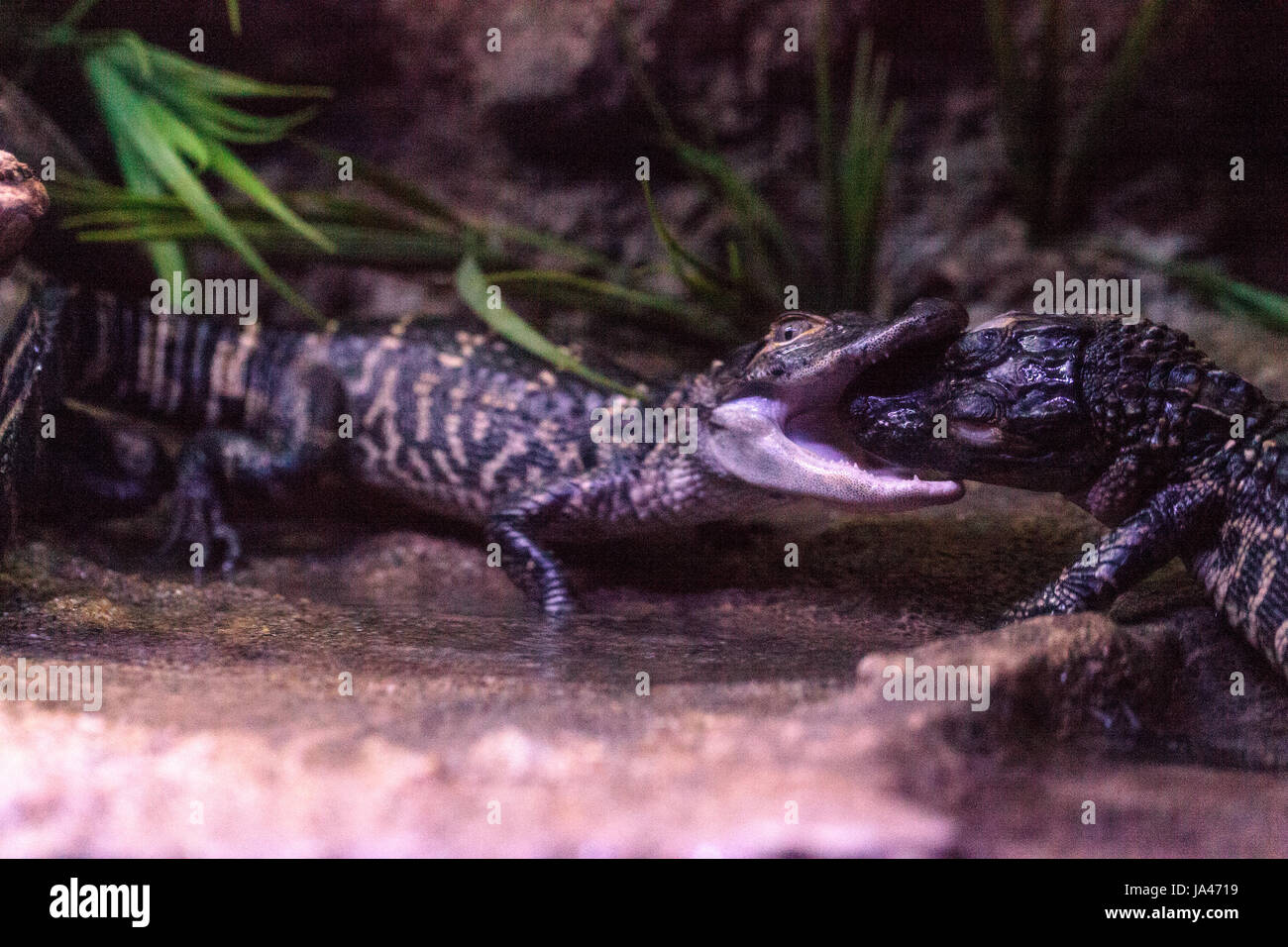 Types Of Baby Alligators