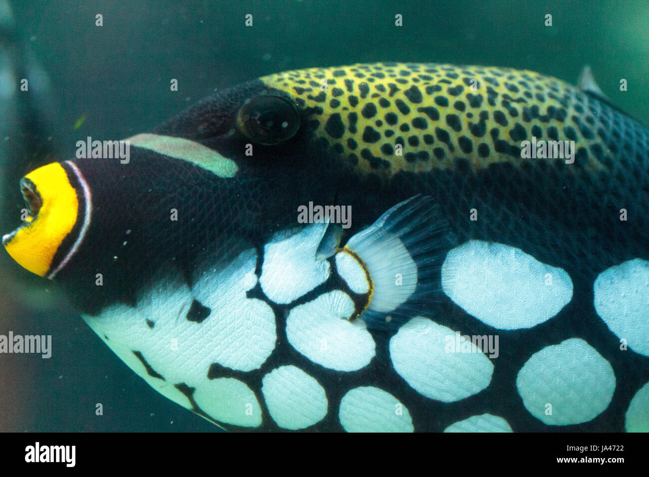 Clown triggerfish Balistoides conspicillum swims over a coral reef ...