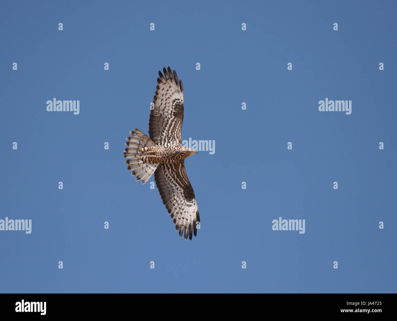 Buzzards hampshire hi-res stock photography and images - Alamy