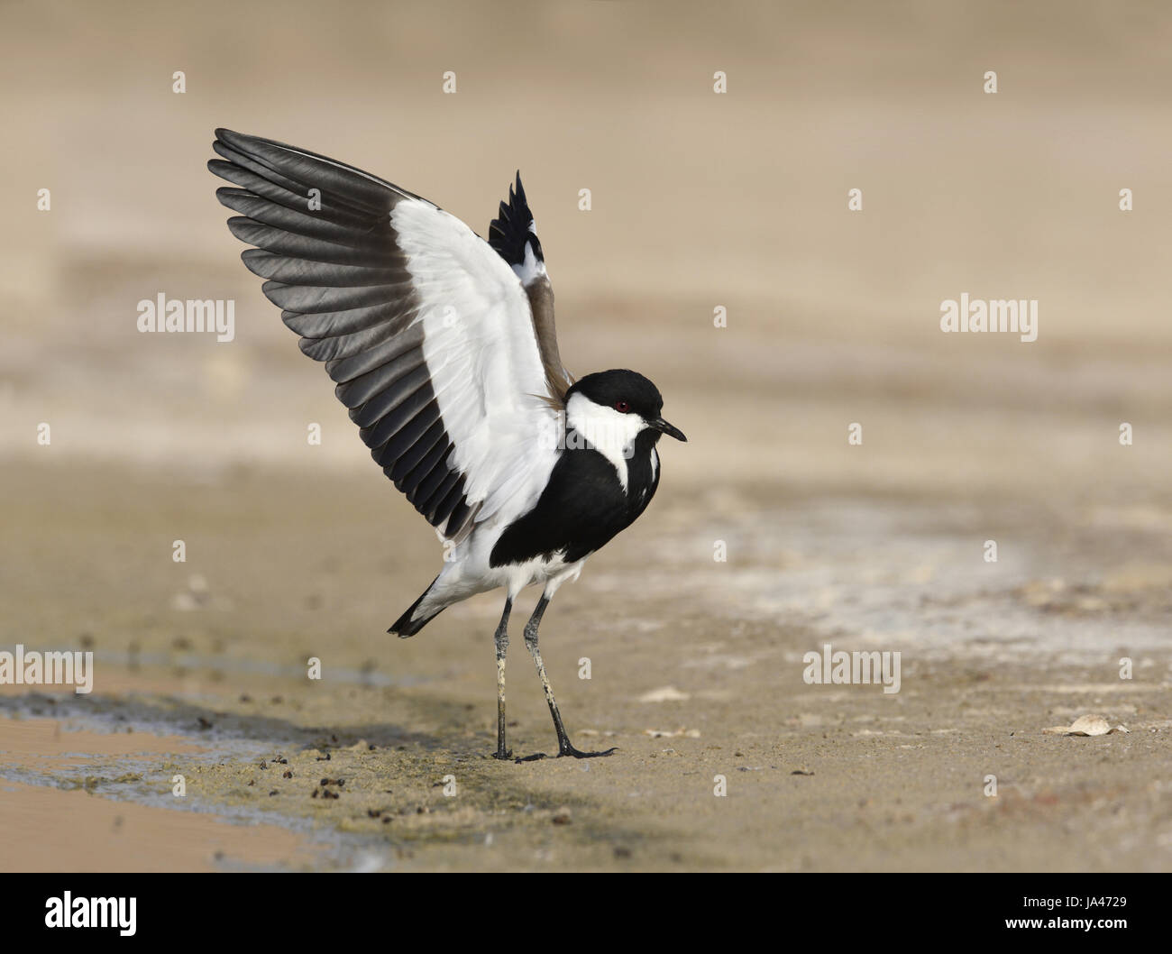 Wing beat bird hi-res stock photography and images - Alamy