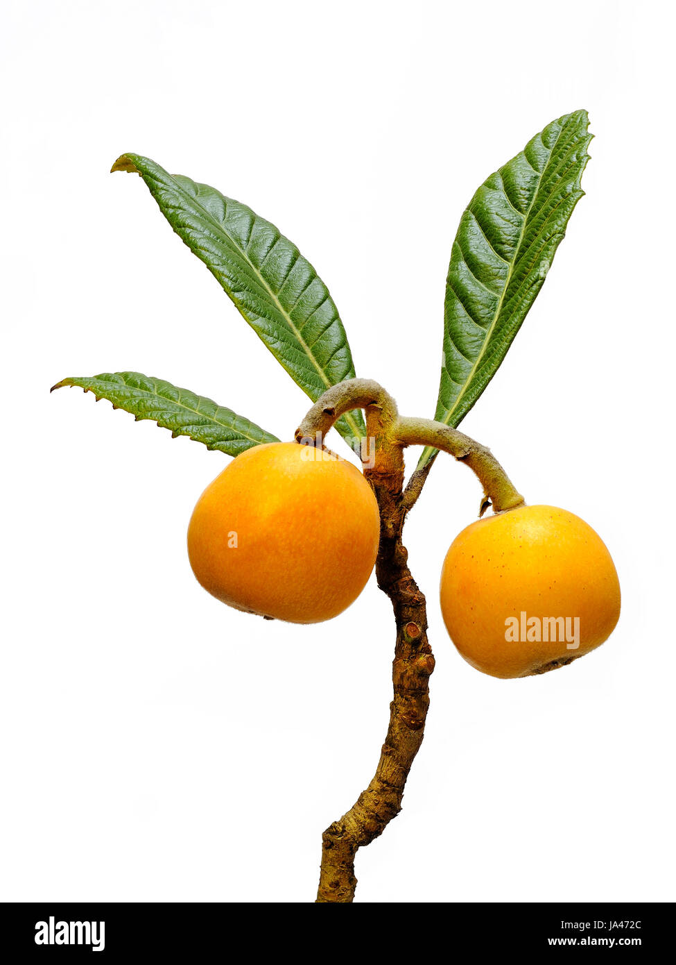 Medlar seeds hi-res stock photography and images - Alamy