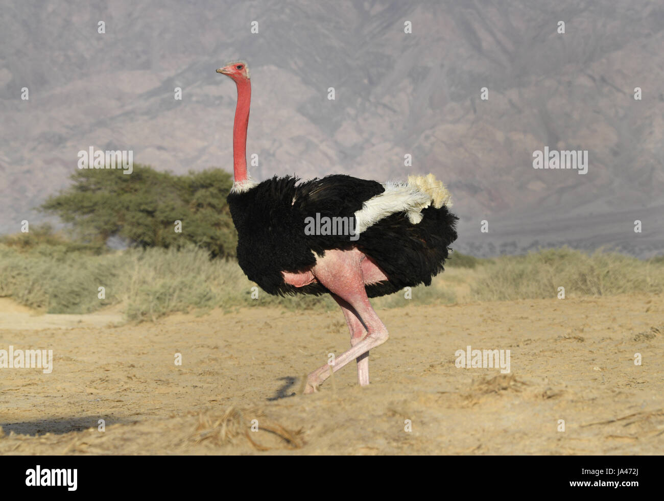 Ostrich - Struthio camelus camelus Stock Photo - Alamy