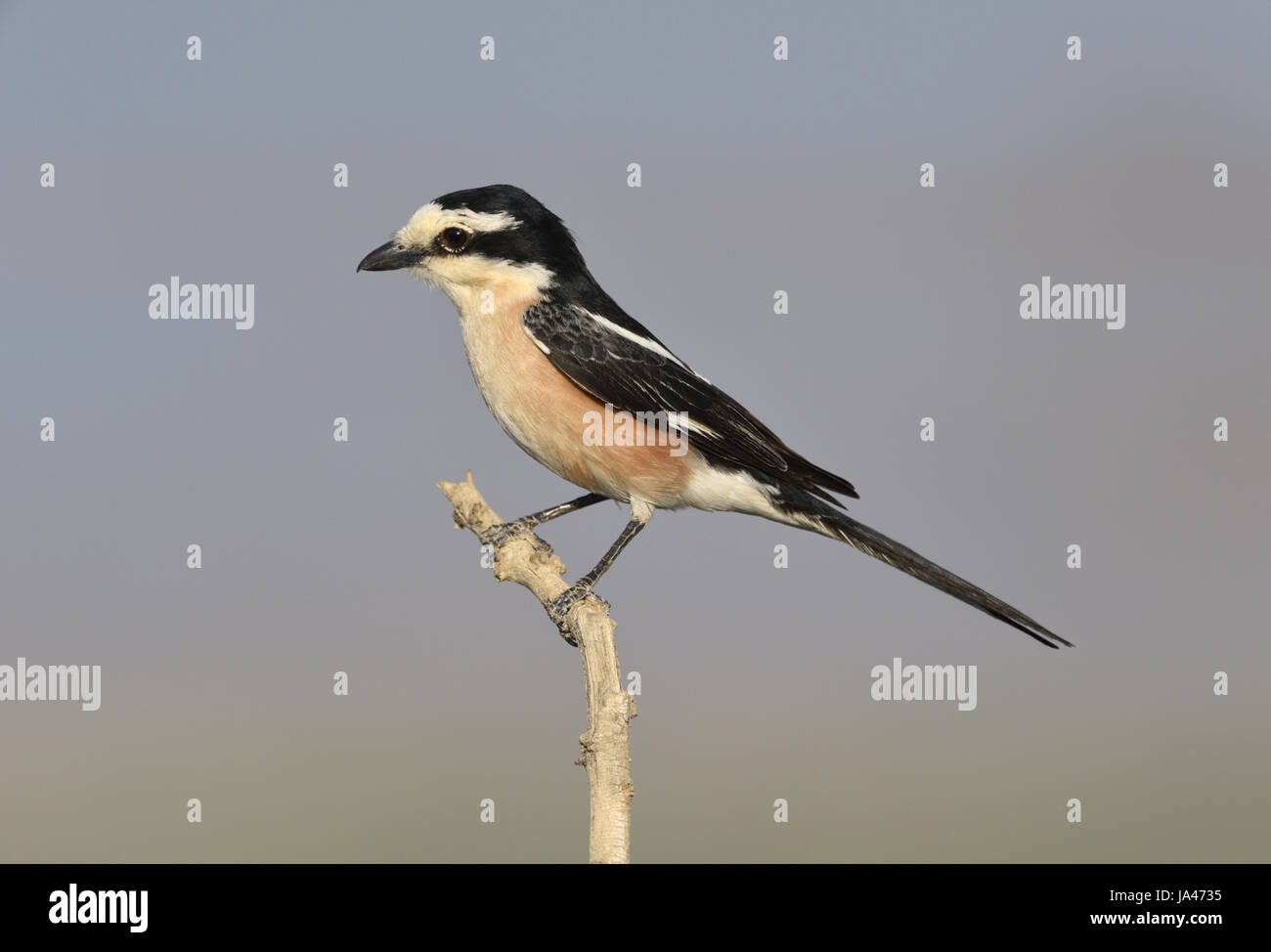 Masked Shrike - Lanius nubicus Stock Photo - Alamy