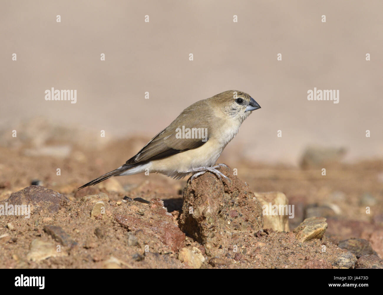 Indian Silverbill (or White-throated munia)- Euodice malabarica Stock ...