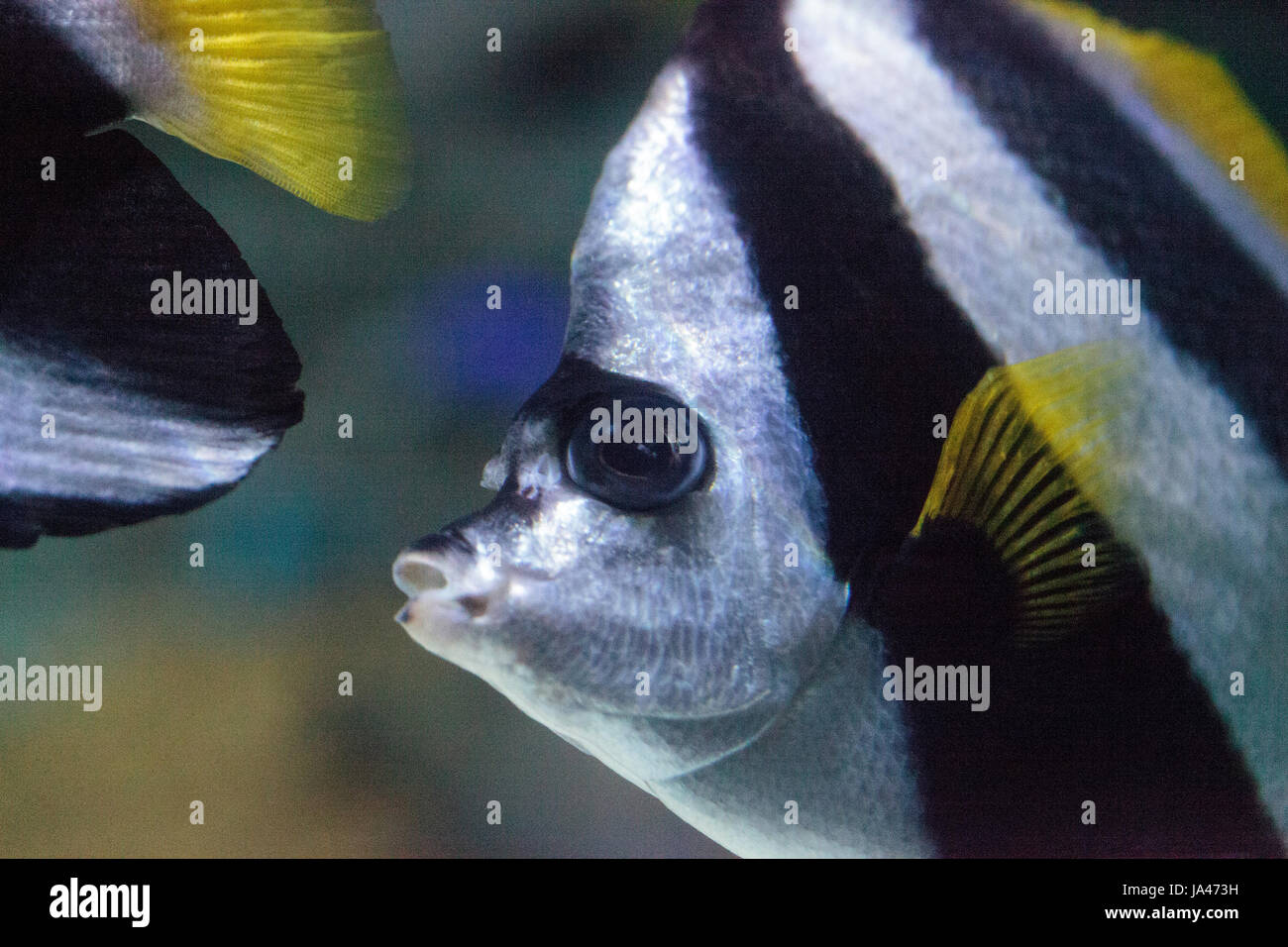 Longfin bannerfish Heniochus acuminatus swims over a coral reef Stock ...