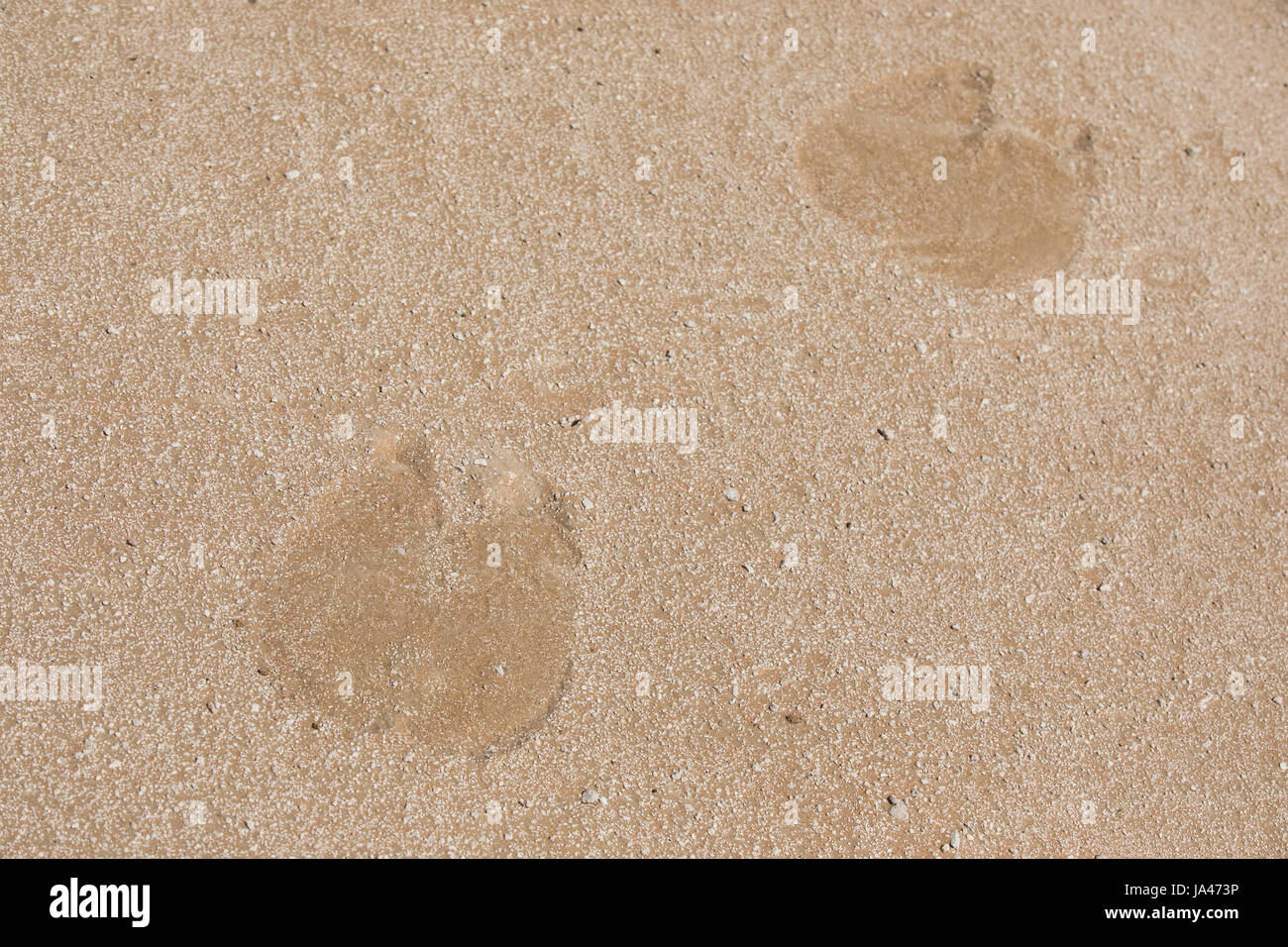 Camel footprint in sand hi-res stock photography and images - Alamy