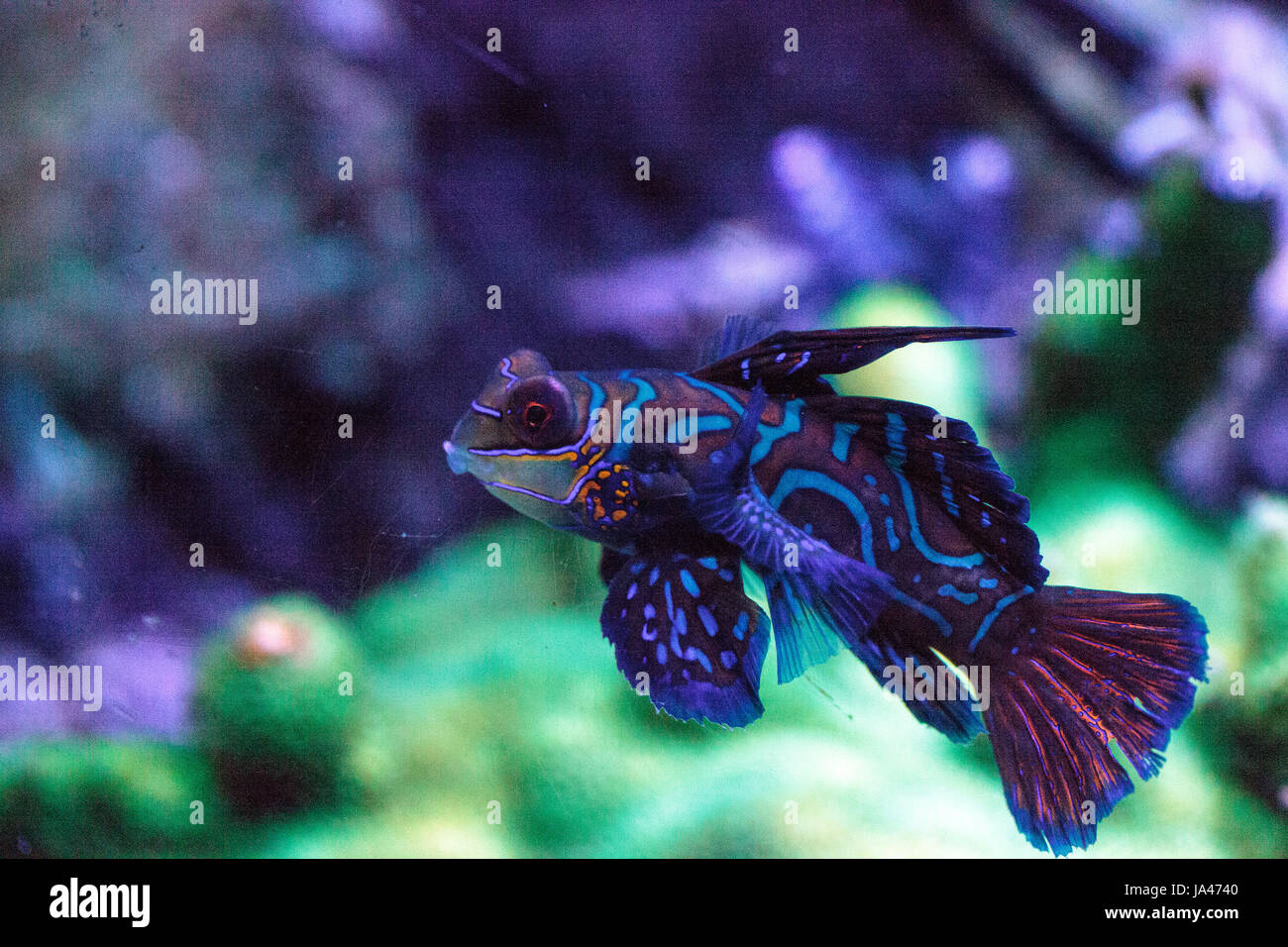 Mandarin goby is also called the Mandarin dragnet Synchiropus ...