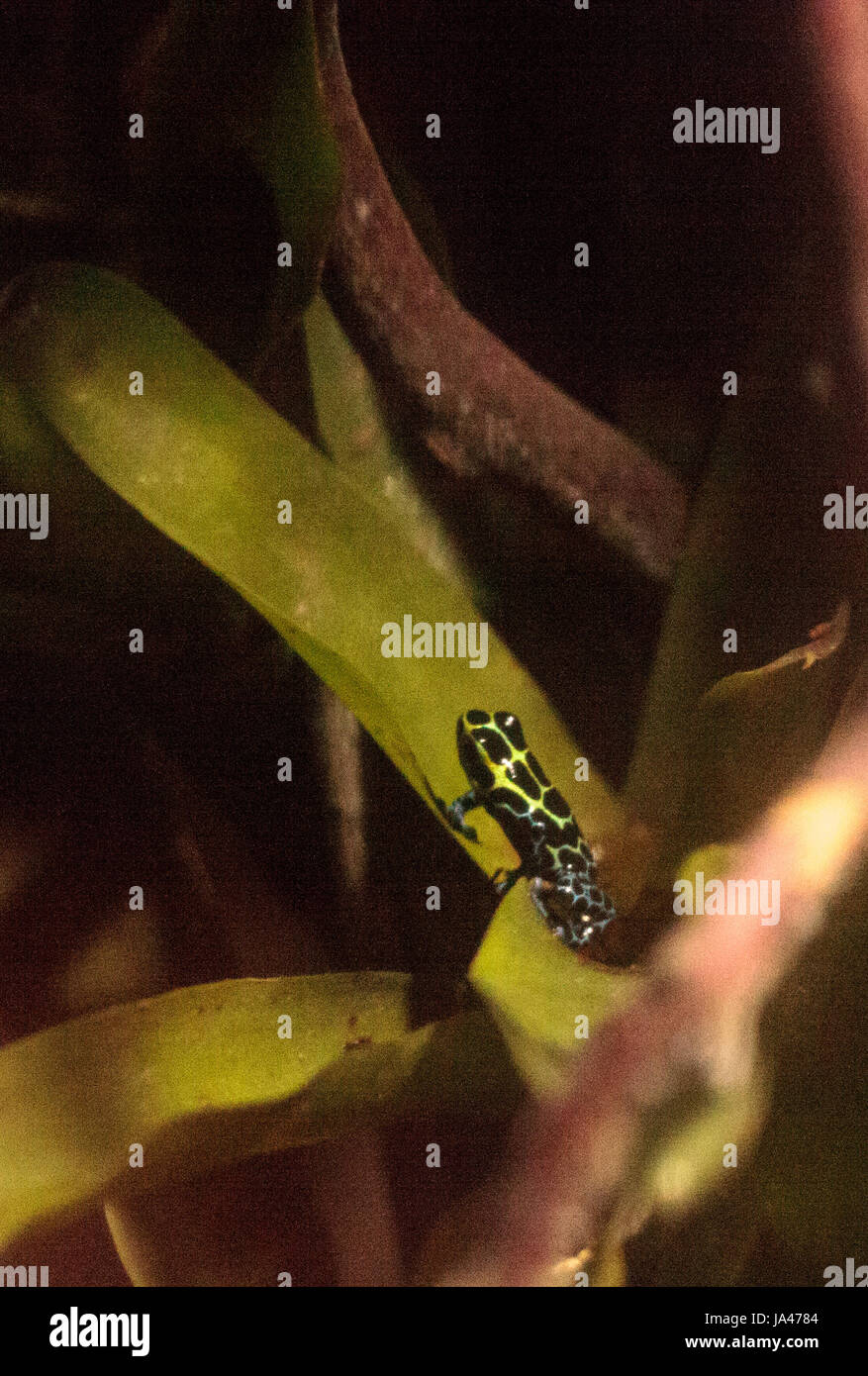 Zimmermanns poison frog ranitomeya variabilis hi-res stock photography ...