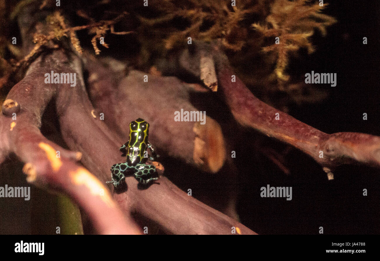 Zimmermanns poison frog ranitomeya variabilis hi-res stock photography ...