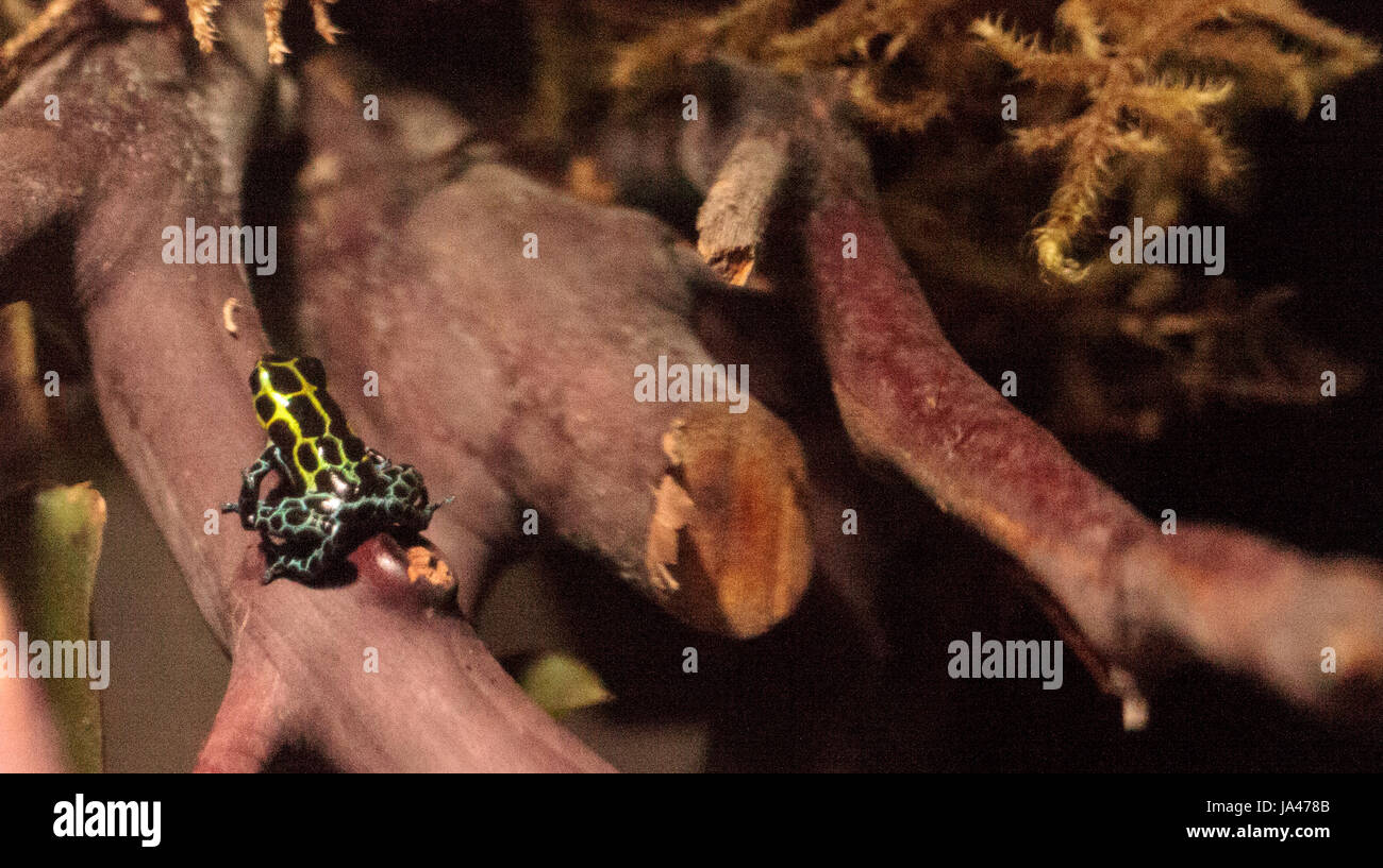 Zimmermanns poison frog ranitomeya variabilis hi-res stock photography ...
