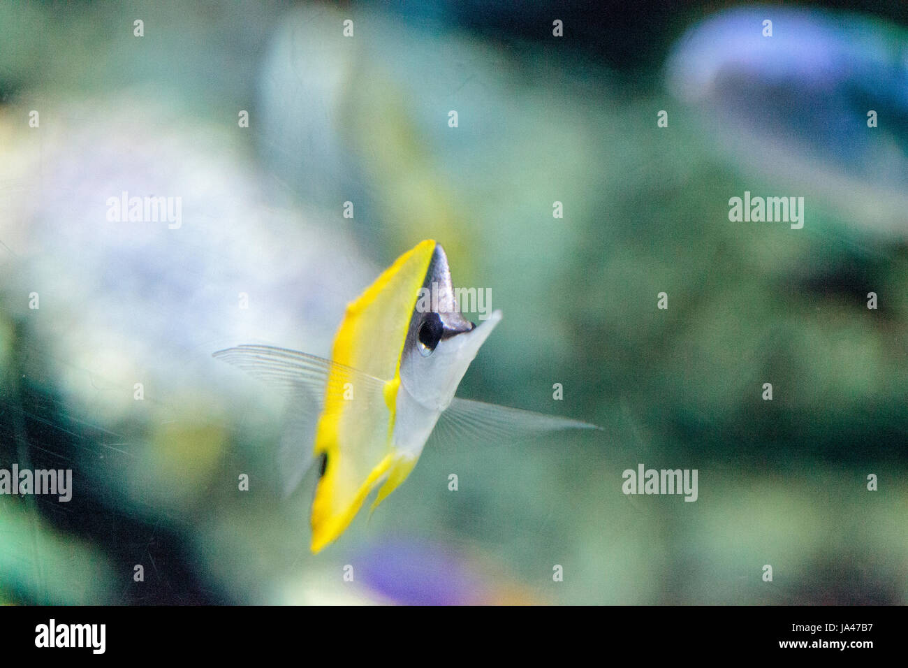 Yellow longnose butterflyfish Forcipiger flavissimus swims over a coral ...