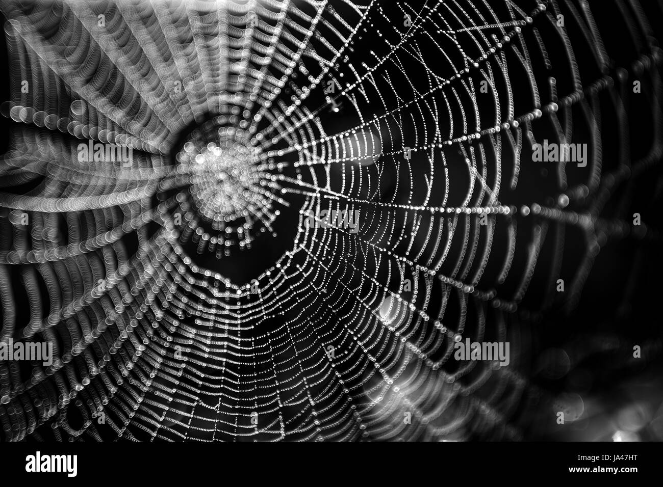Isolated spiders web Black and White Stock Photos & Images - Alamy