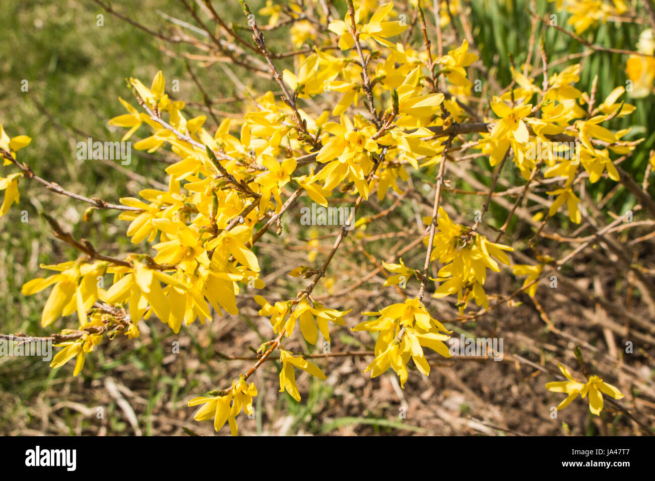 Yellow Forcing Flowers Forsythia europaea in the spring on a blurred ...