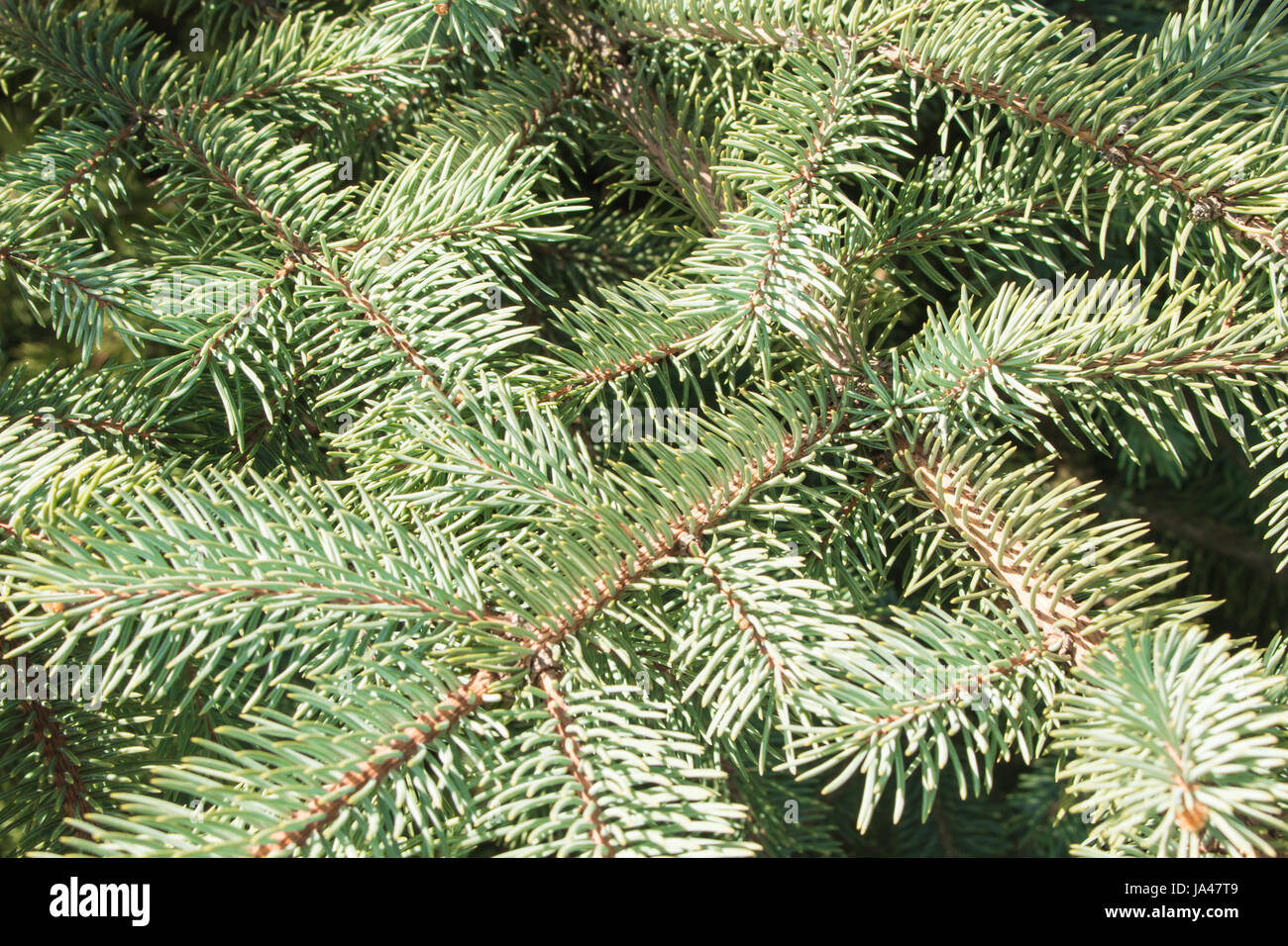 Branches of fir trees in spring background close Stock Photo - Alamy
