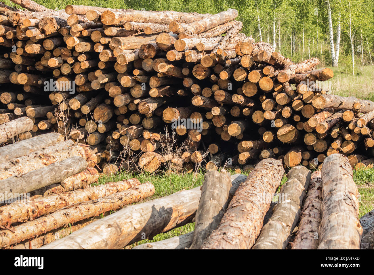 Pine logs in piles, sunny spring day Stock Photo - Alamy