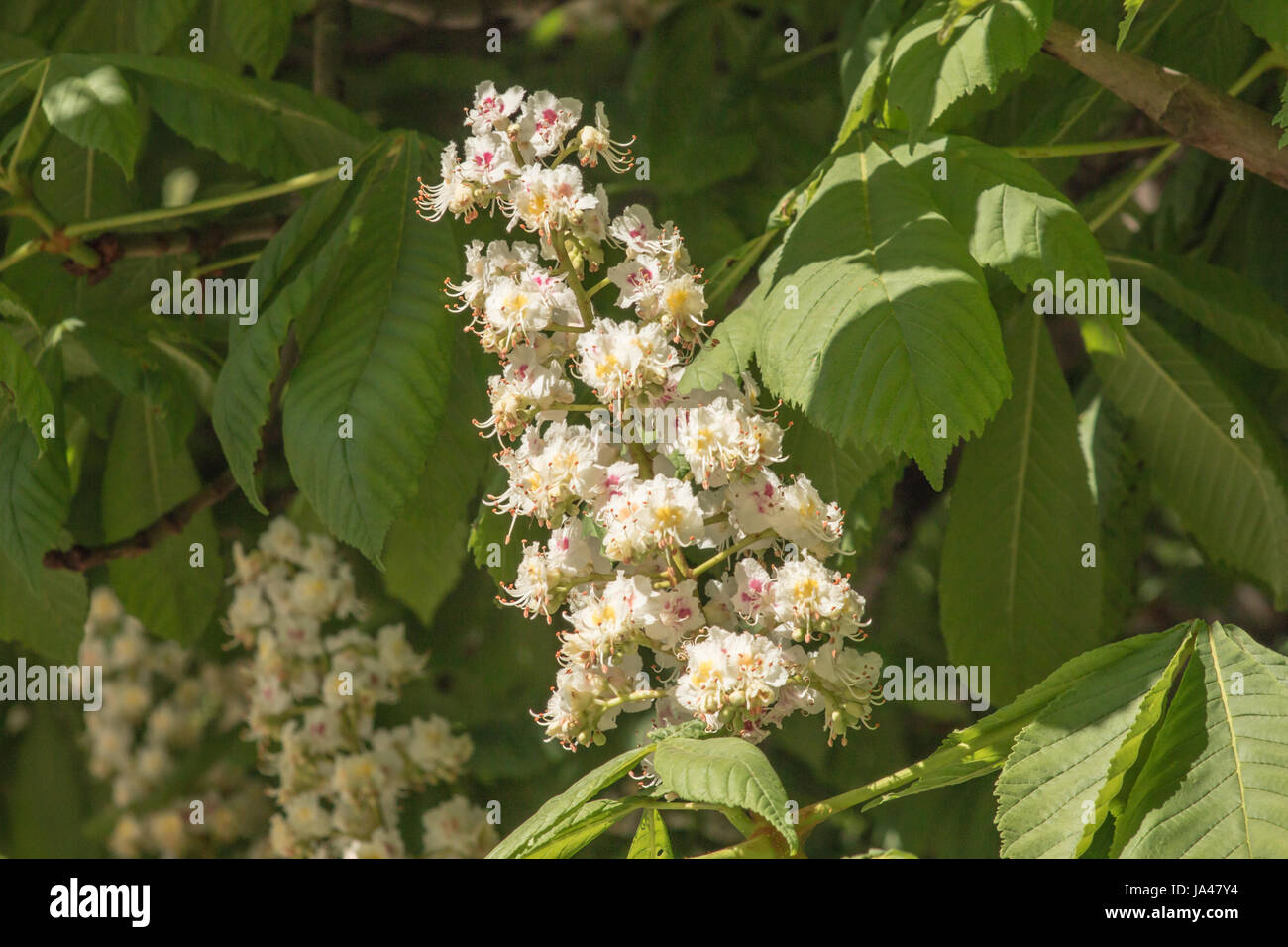 Two beautiful chestnut flower hi-res stock photography and images - Alamy