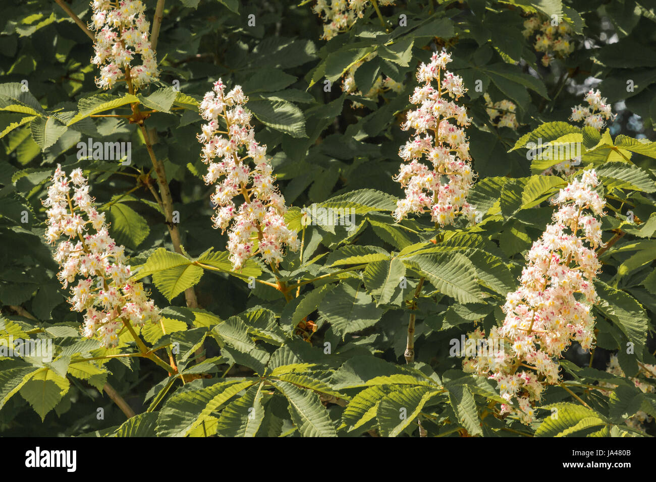 Two beautiful chestnut flower hi-res stock photography and images - Alamy