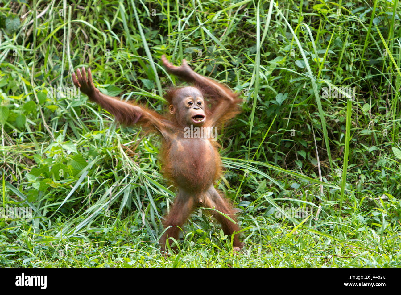 Hurray hi-res stock photography and images - Alamy