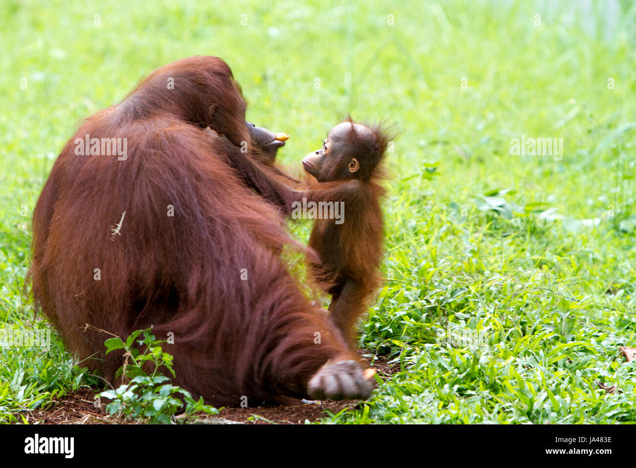 love u mom Stock Photo - Alamy