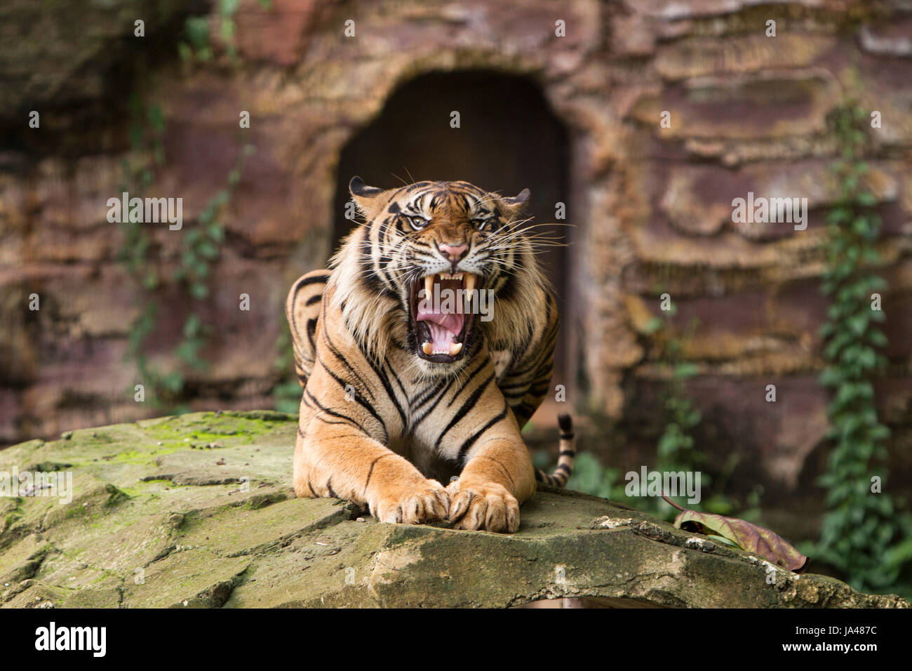 Tiger Guard Stock Photos & Tiger Guard Stock Images - Alamy