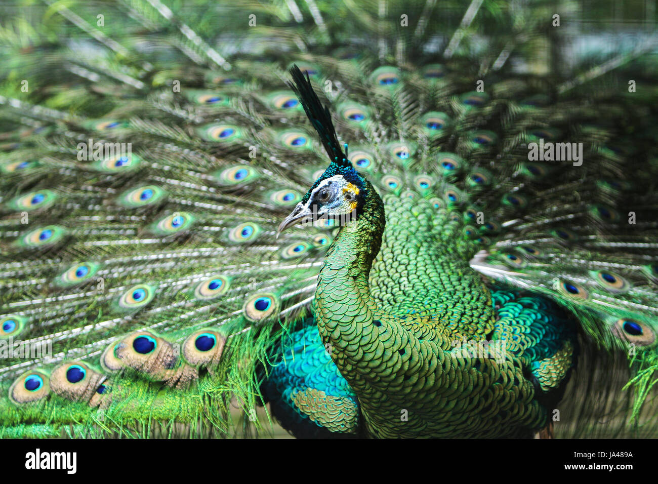 Multi colored peacock hi-res stock photography and images - Alamy