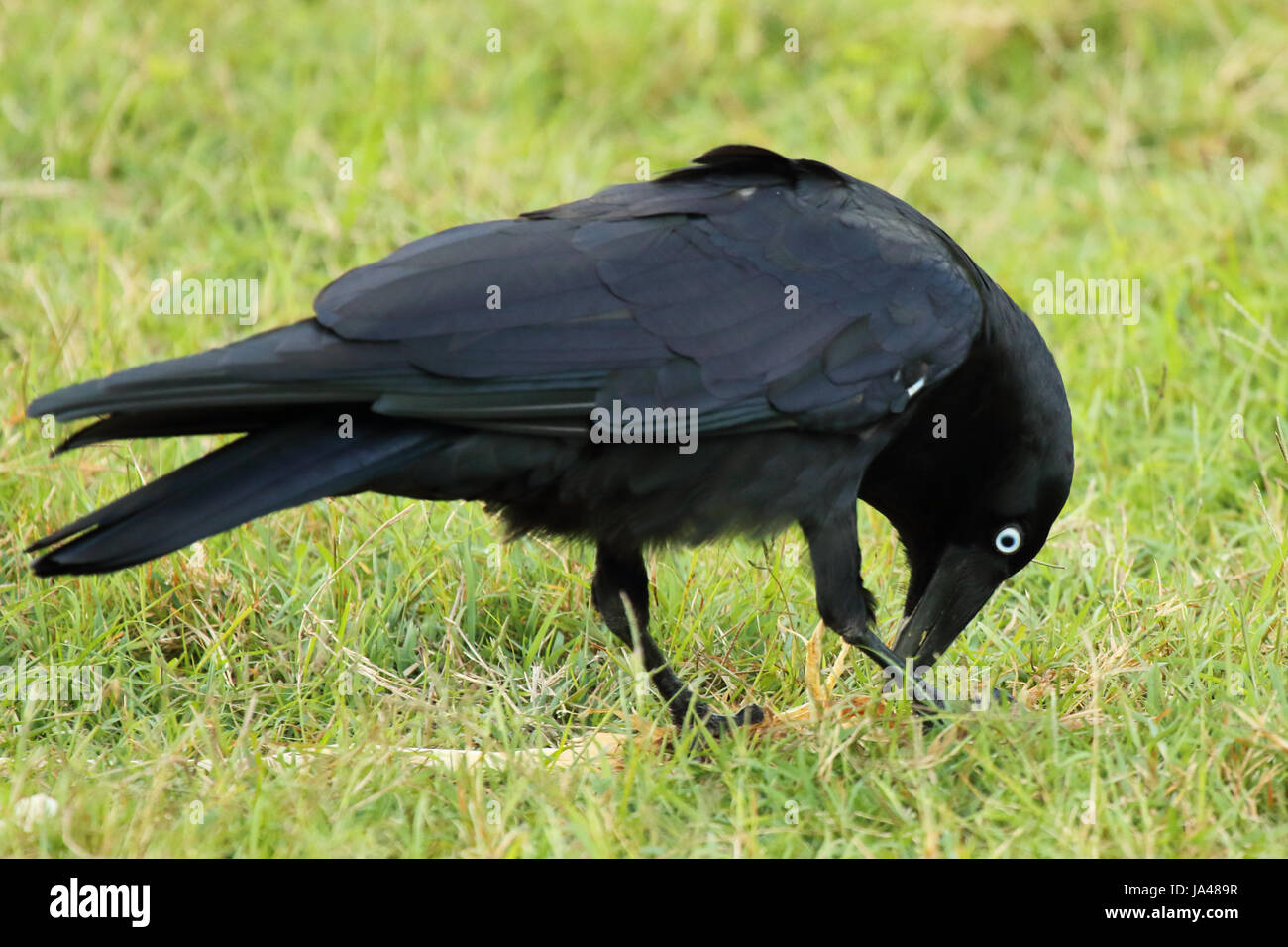 Crow eating hi-res stock photography and images - Alamy