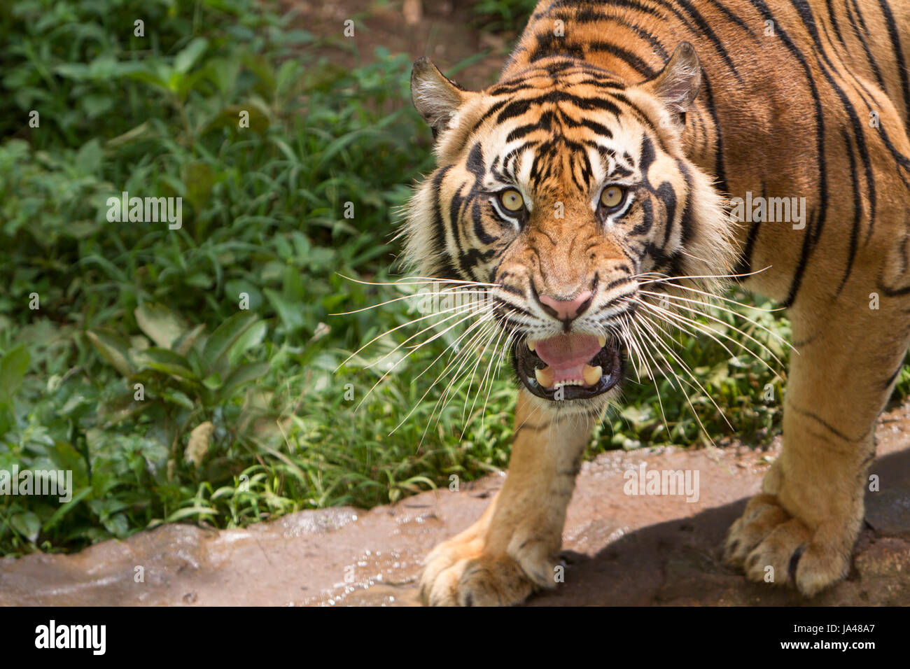 Animals staring at camera hi-res stock photography and images - Alamy