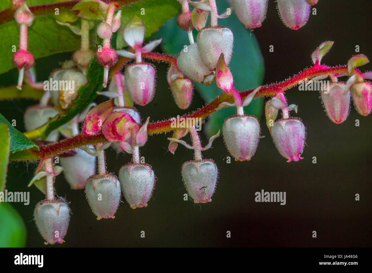 Salal plant hi-res stock photography and images - Alamy