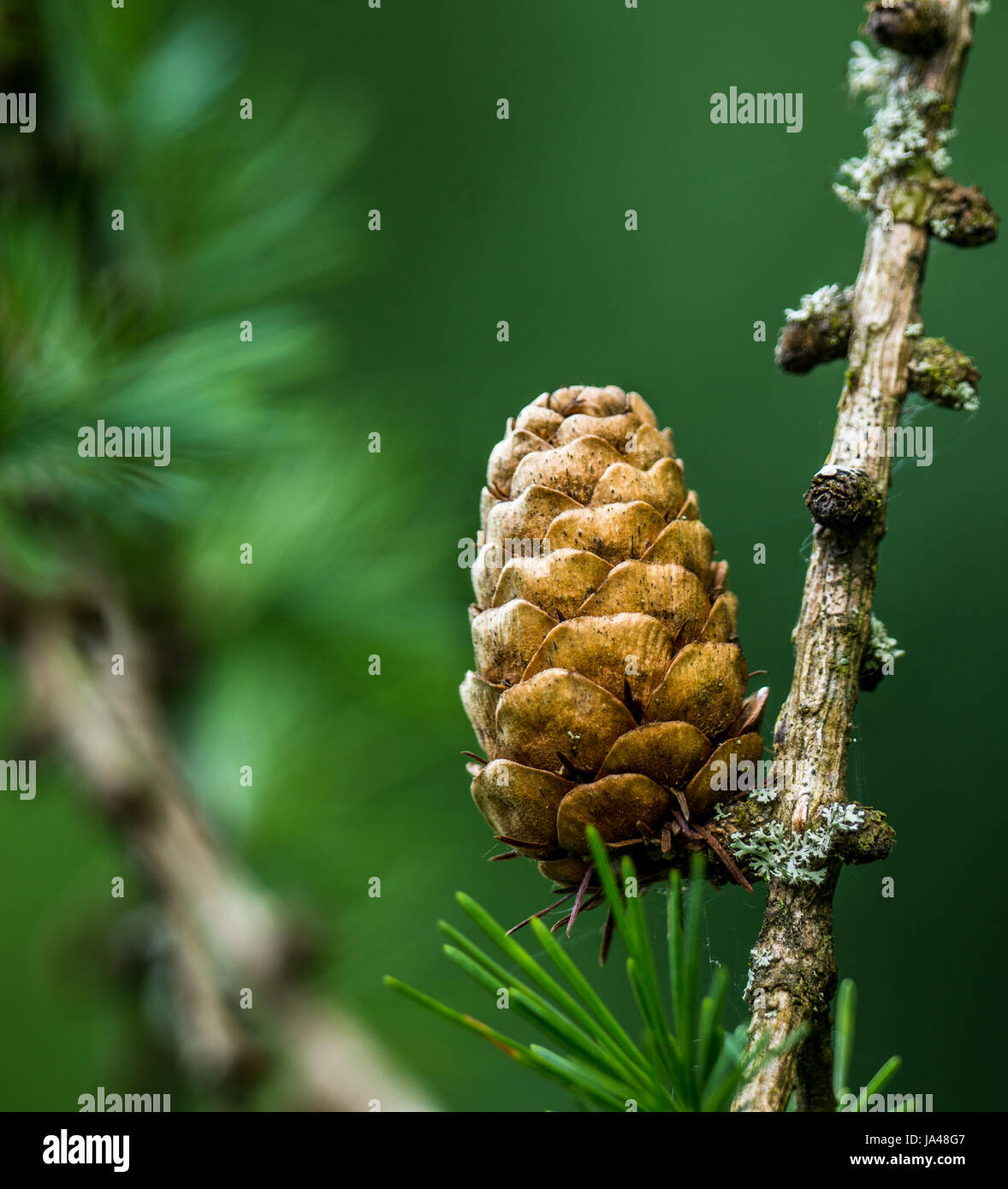 Tamarack hi-res stock photography and images - Alamy