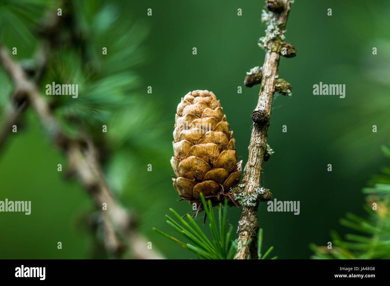 Tamarack Pine High Resolution Stock Photography and Images - Alamy
