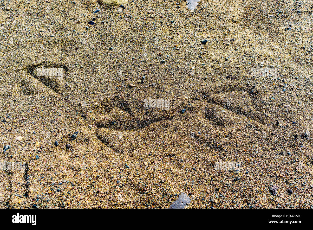 Animal tracks in the sand of Juniper Beach Provincial Park on the ...