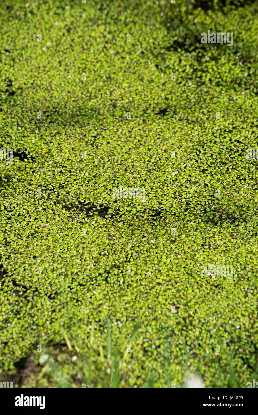 Lemnoideae (duckweed) floating on swamp water Stock Photo - Alamy