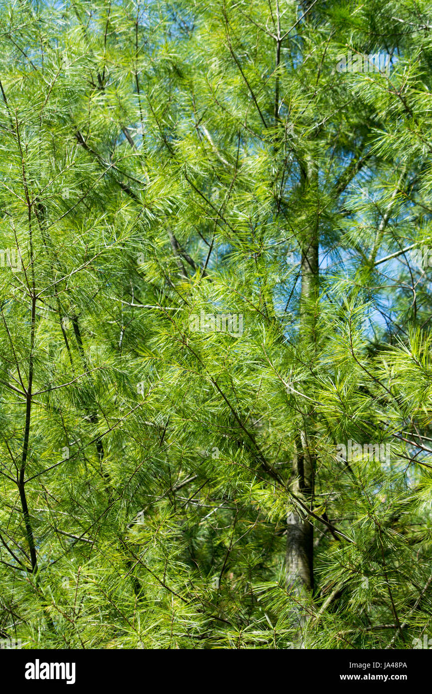 White pine tree needles with blue sky background Stock Photo - Alamy