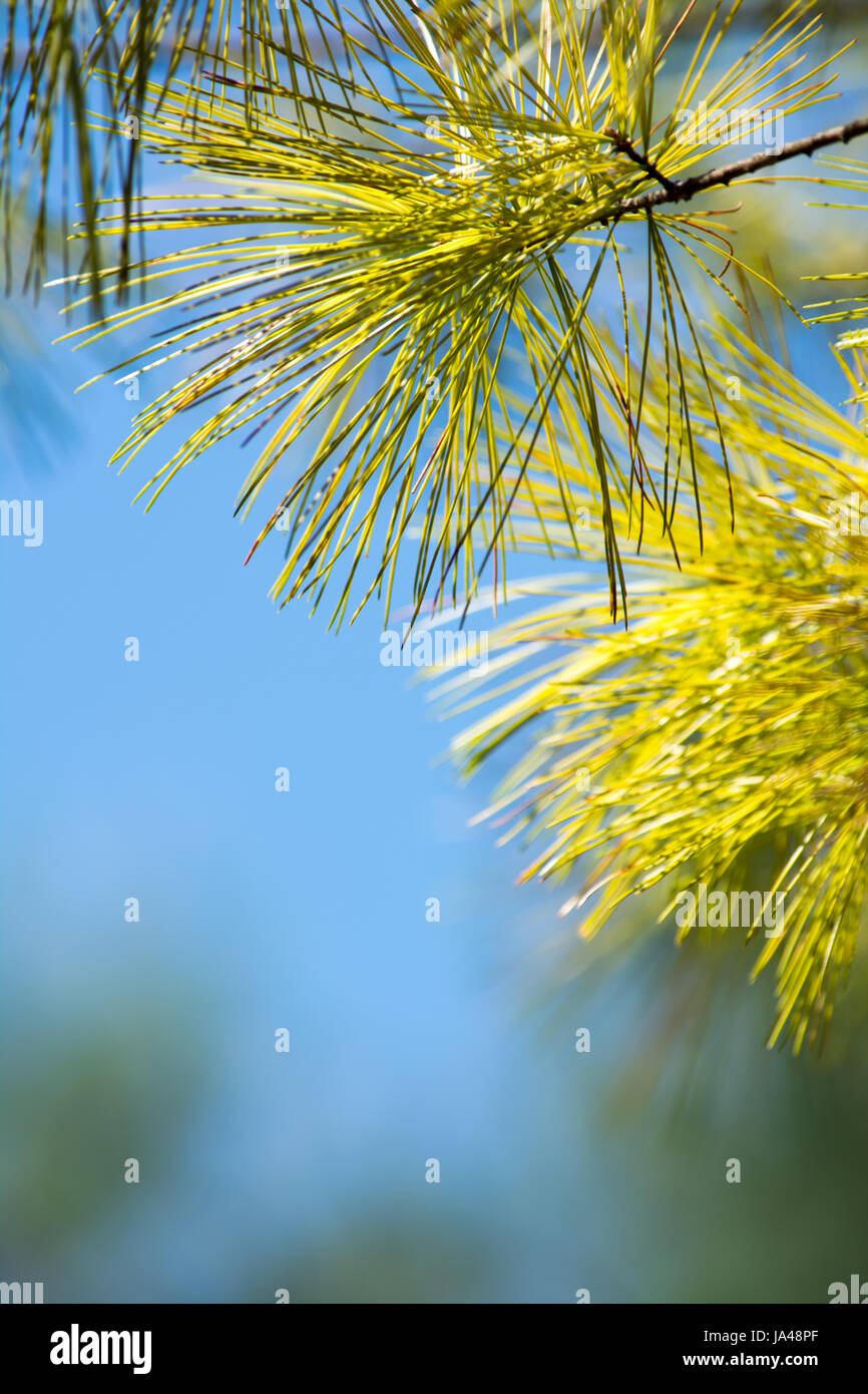 white pine tree needles with blue sky background Stock Photo - Alamy