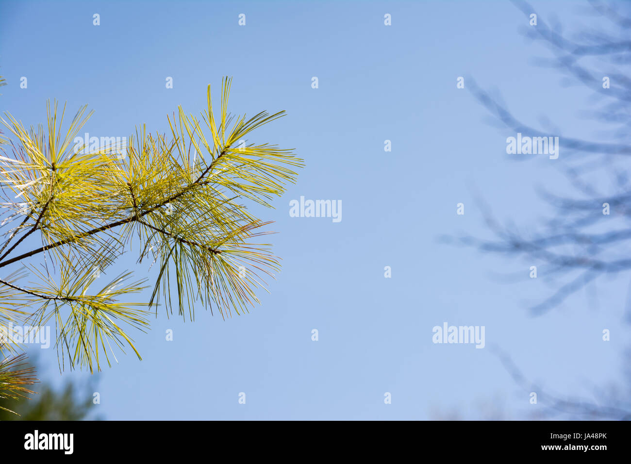 white pine tree needles with blue sky background Stock Photo - Alamy