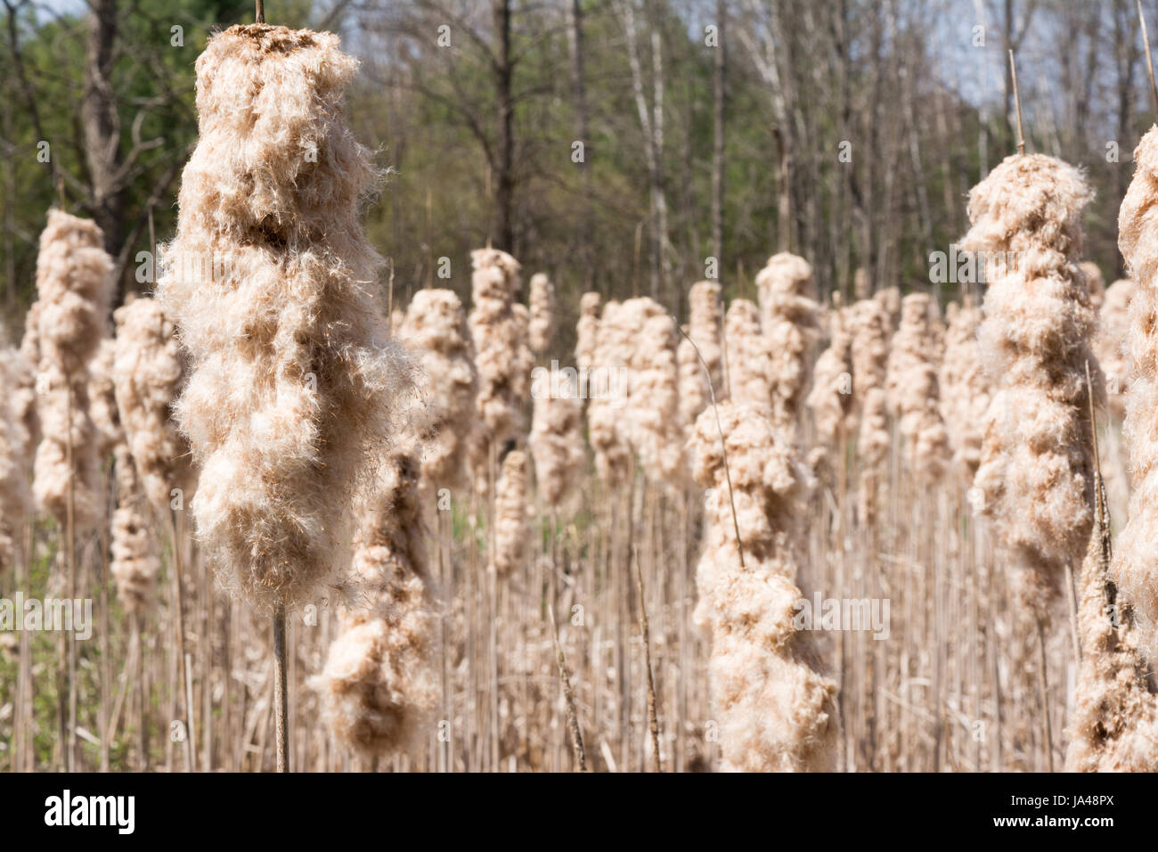 Cattail seeds hi-res stock photography and images - Alamy