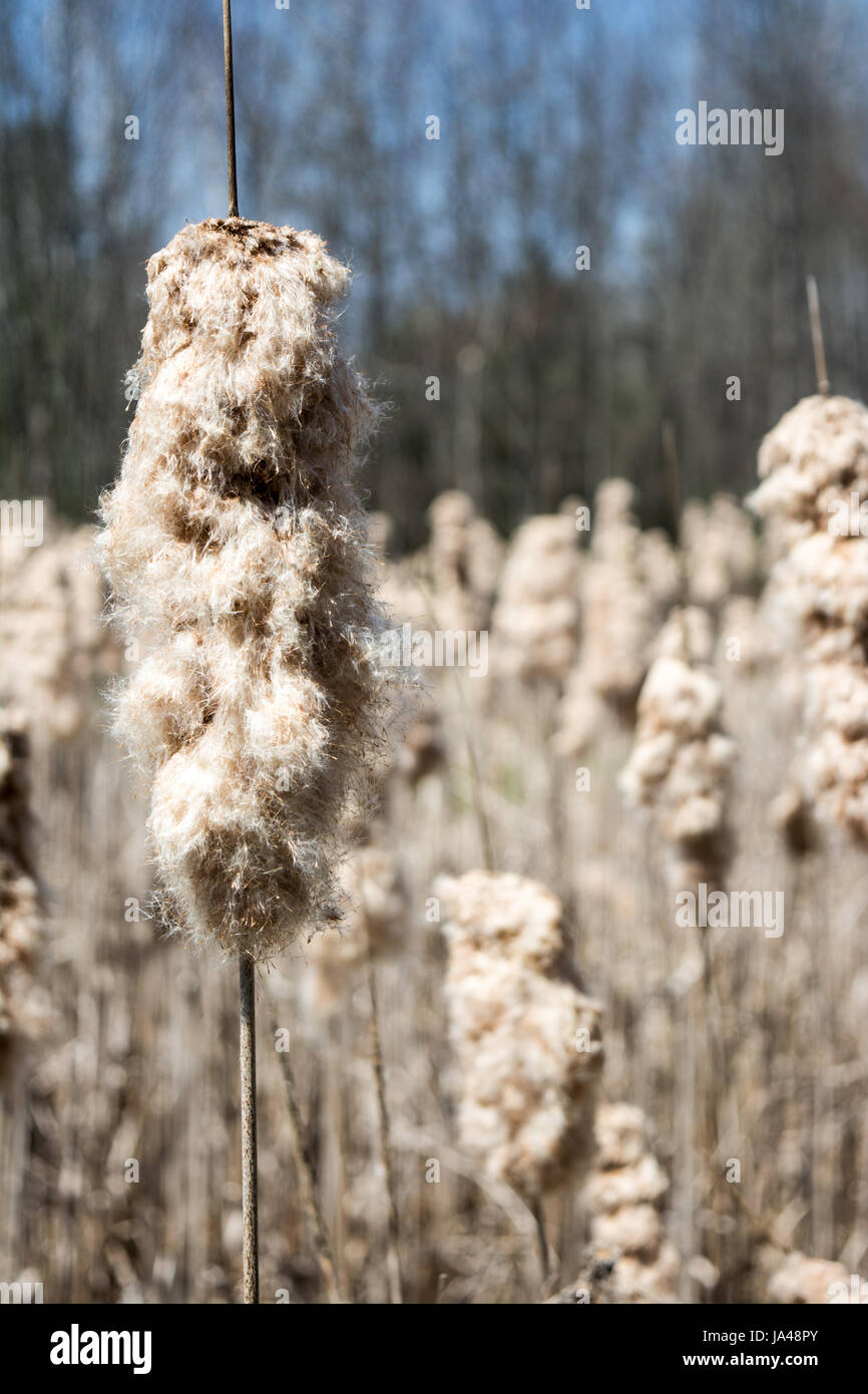 cattail Typha angustifoli going to seed Stock Photo - Alamy