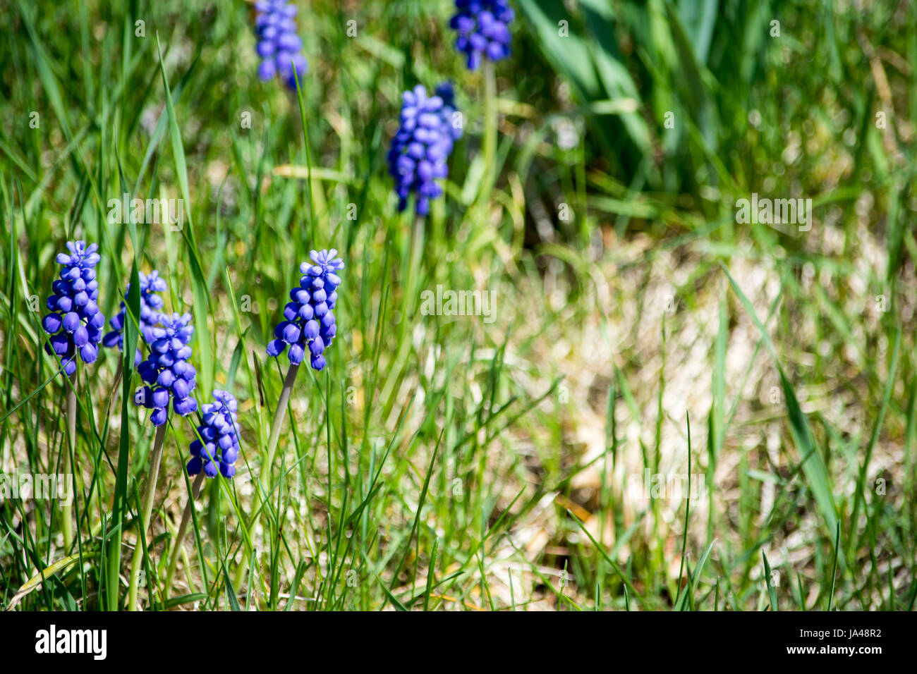 dark blue Hyacinth flowers in natural setting Stock Photo - Alamy