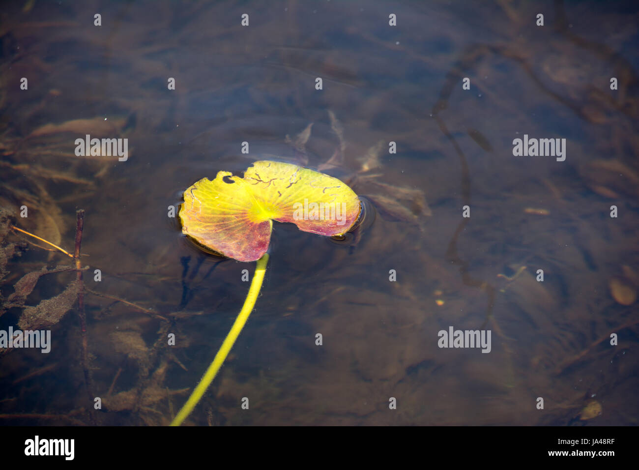 Aquatic lilly hi-res stock photography and images - Alamy